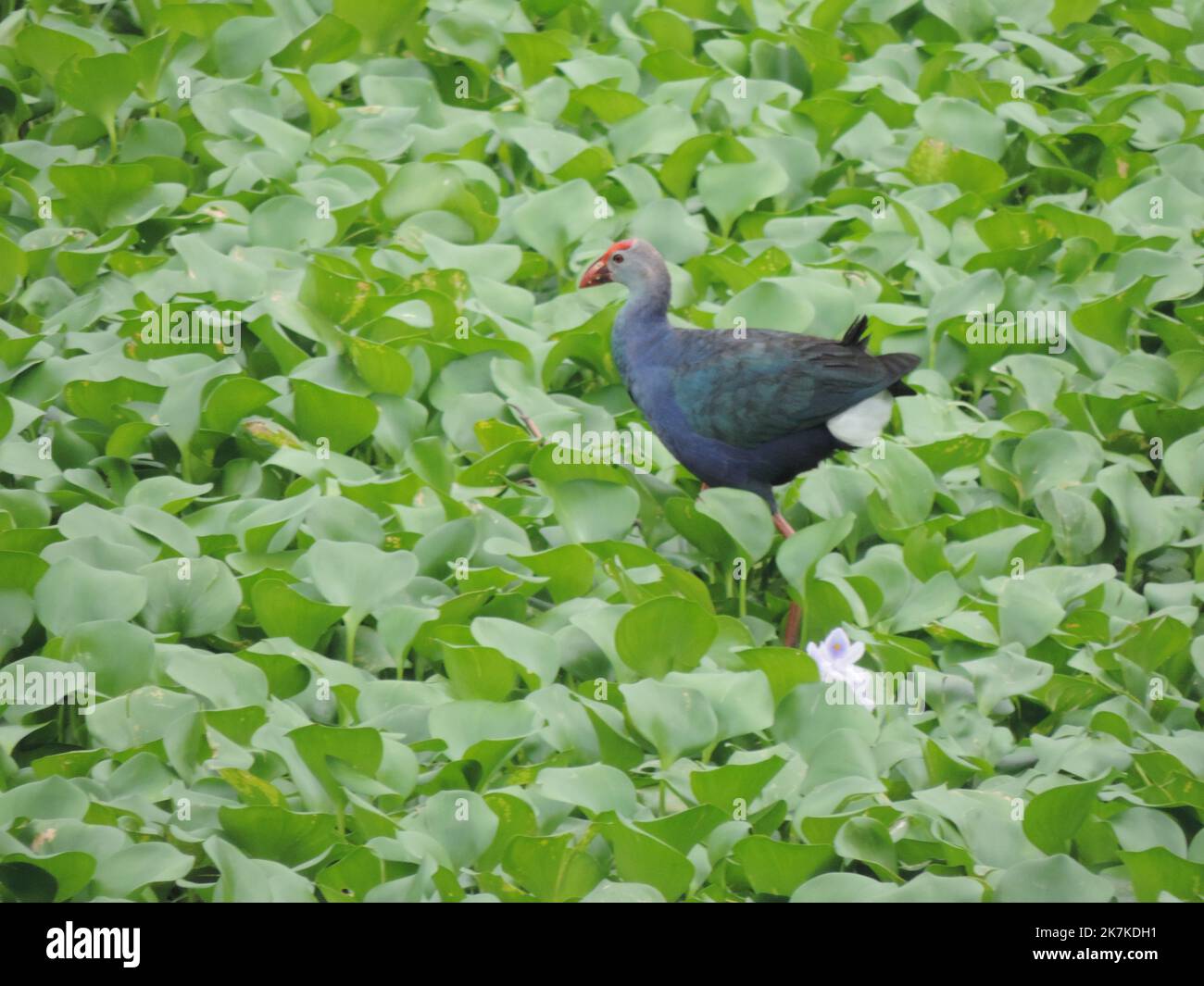 Birds of Sri Lankan in the wild Stock Photo - Alamy