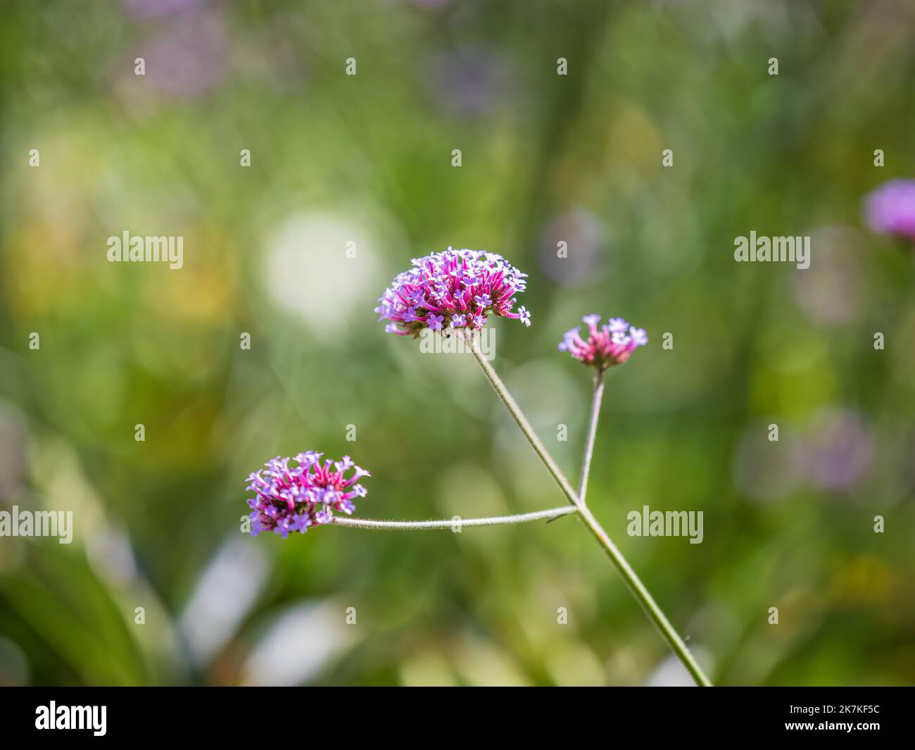 Verbena bonariensis flowers, Argentinian Vervain or Purpletop Vervain ...