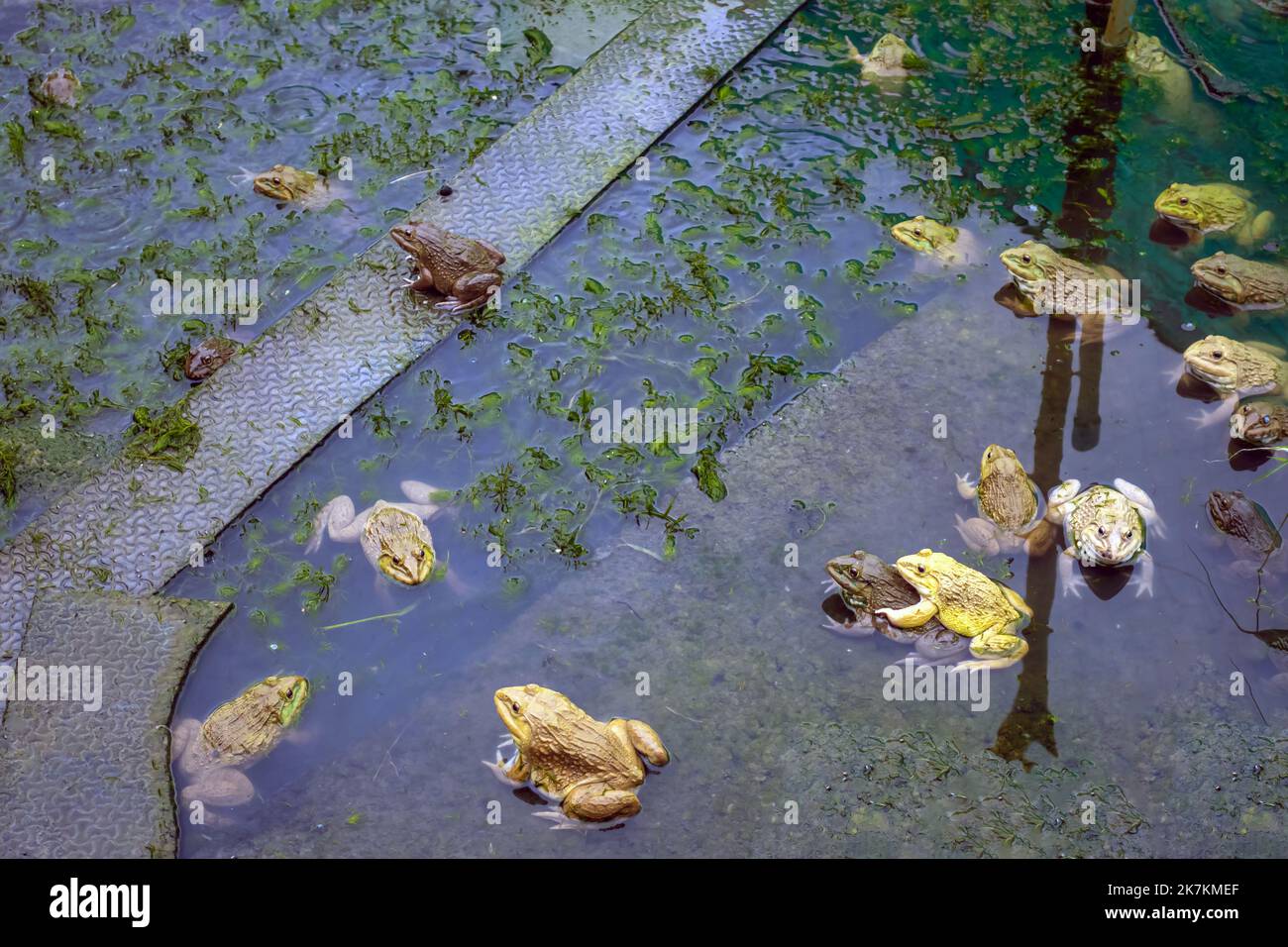 Frogs farm for agriculture at house. Cultivation of frogs with water ...