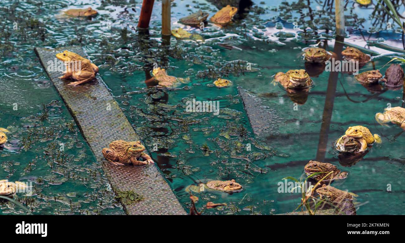 Frogs farm for agriculture at house. Cultivation of frogs with water ...