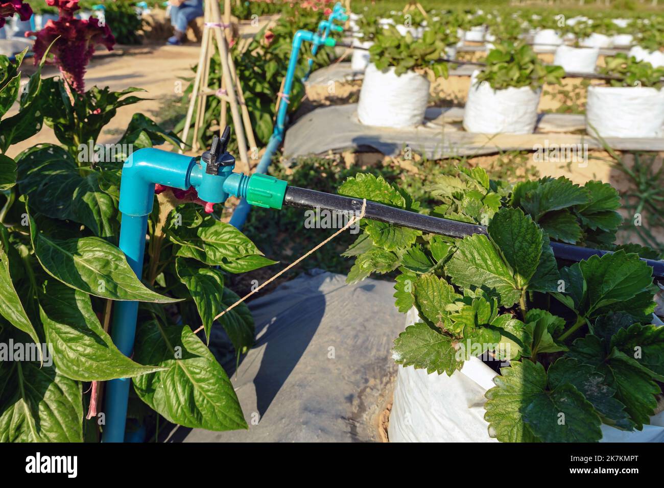 Valves drip irrigation system in organic strawberry farm. Watering ...