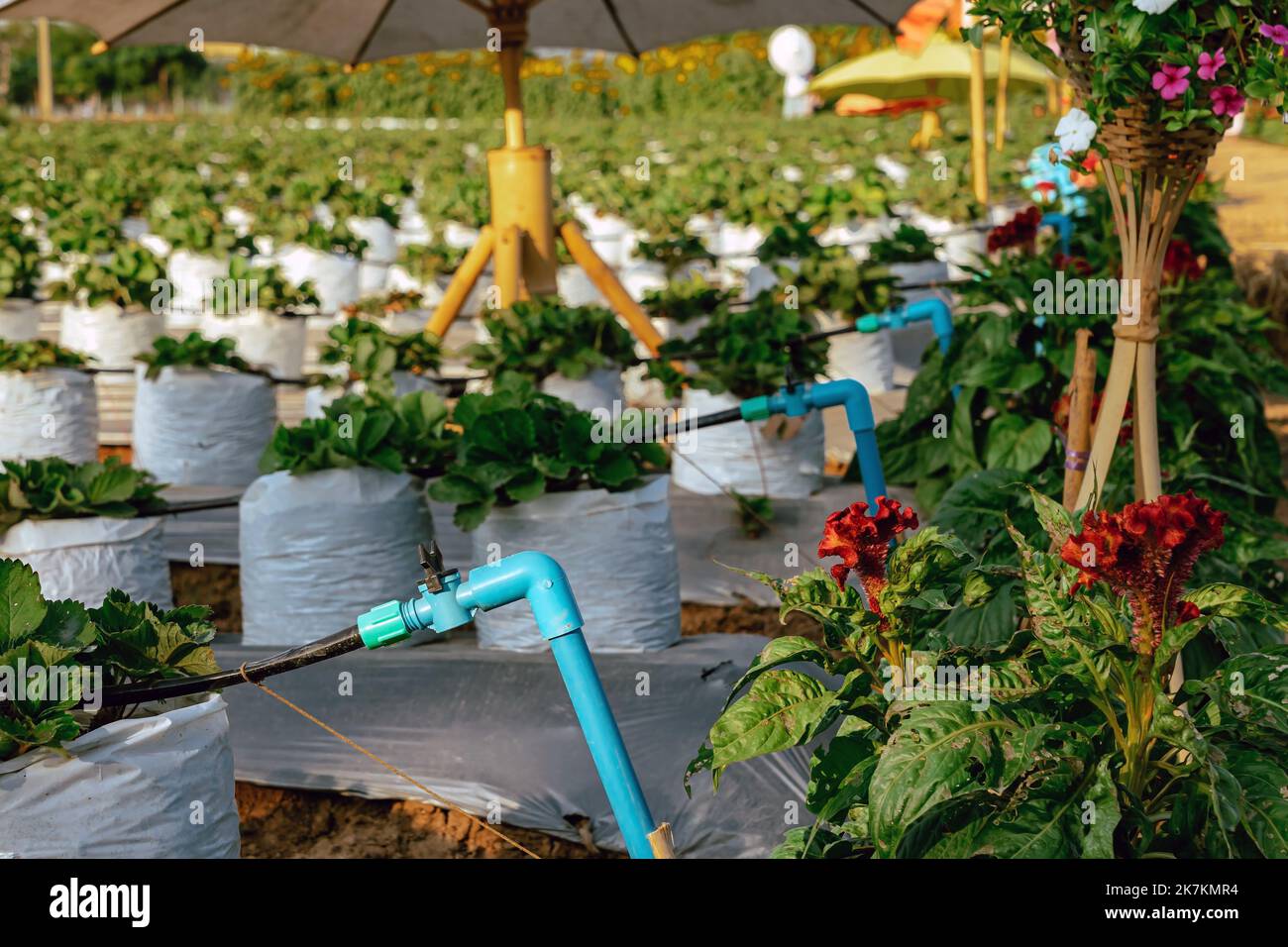 Valves drip irrigation system in organic strawberry farm. Watering ...