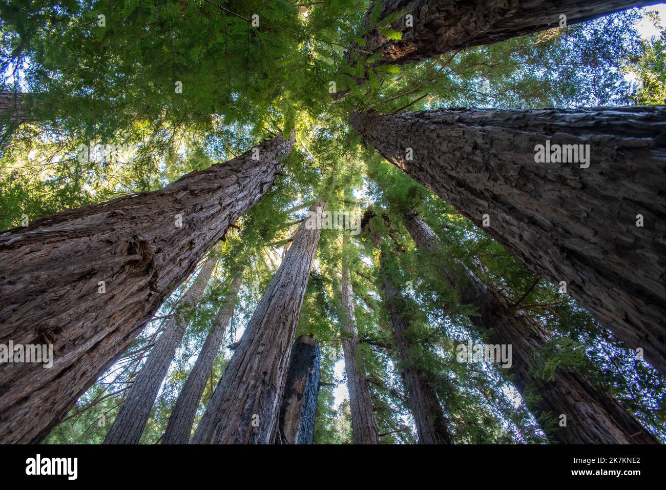 Redwood trees big sur hi-res stock photography and images - Alamy