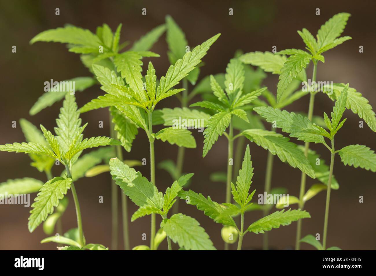 Growing cannabis bush isolated hi-res stock photography and images - Alamy