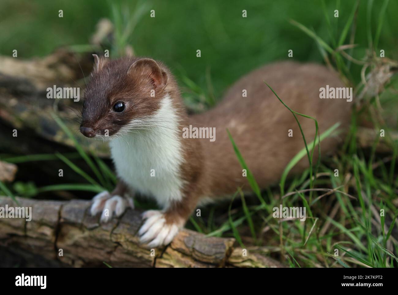 A Stoat, Mustela Erminea, hunting around for food in a pile of logs ...