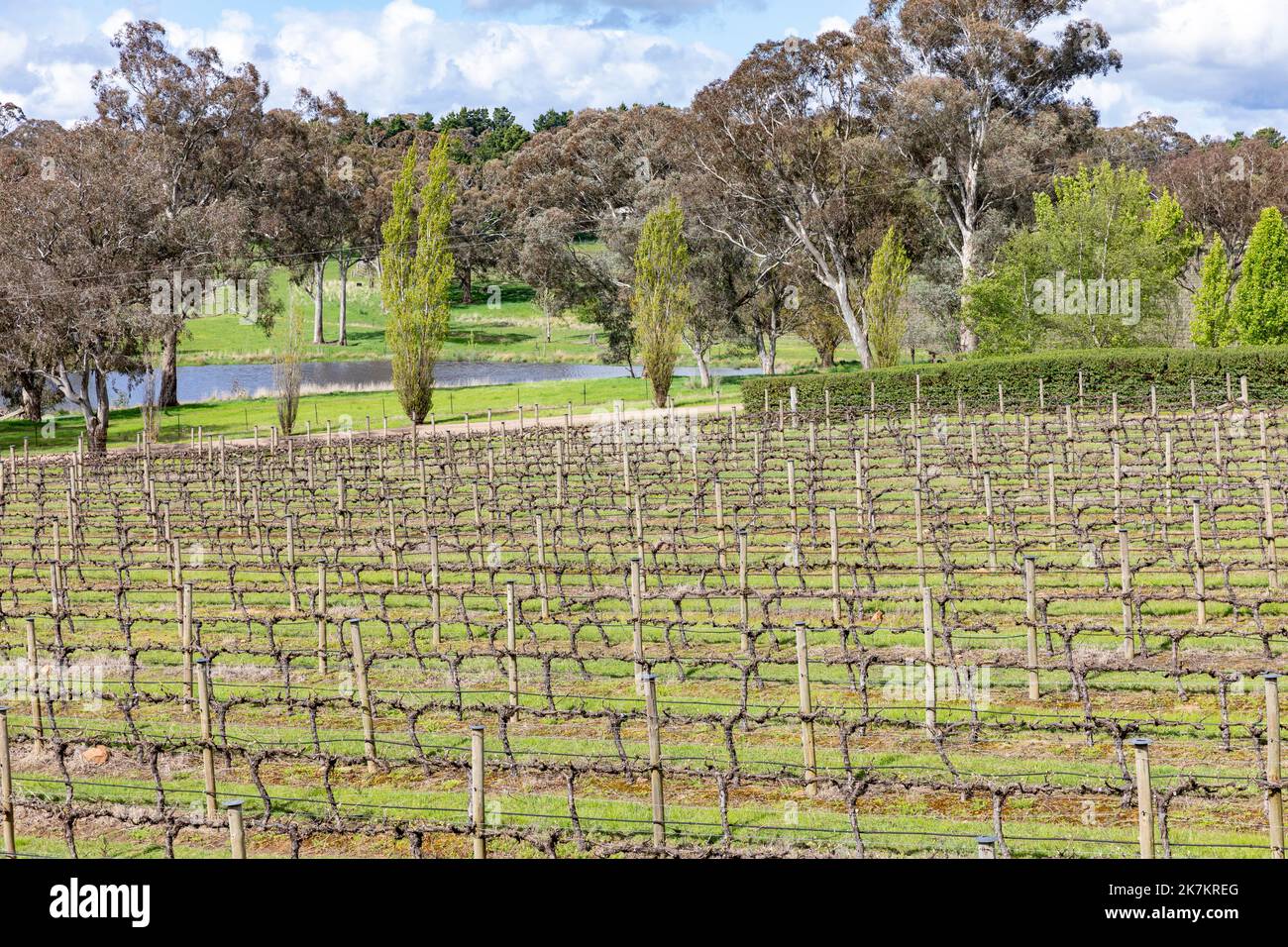 Australian wine vineyard and full water dam at Mortimers wines in ...