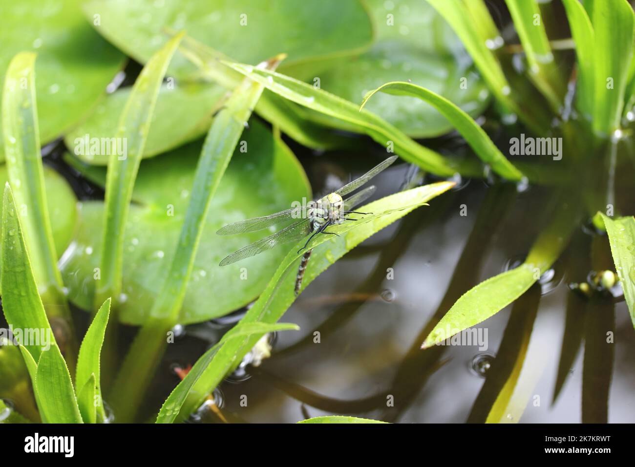 The dragonflies (Odonata) make an order within the class of insects ...
