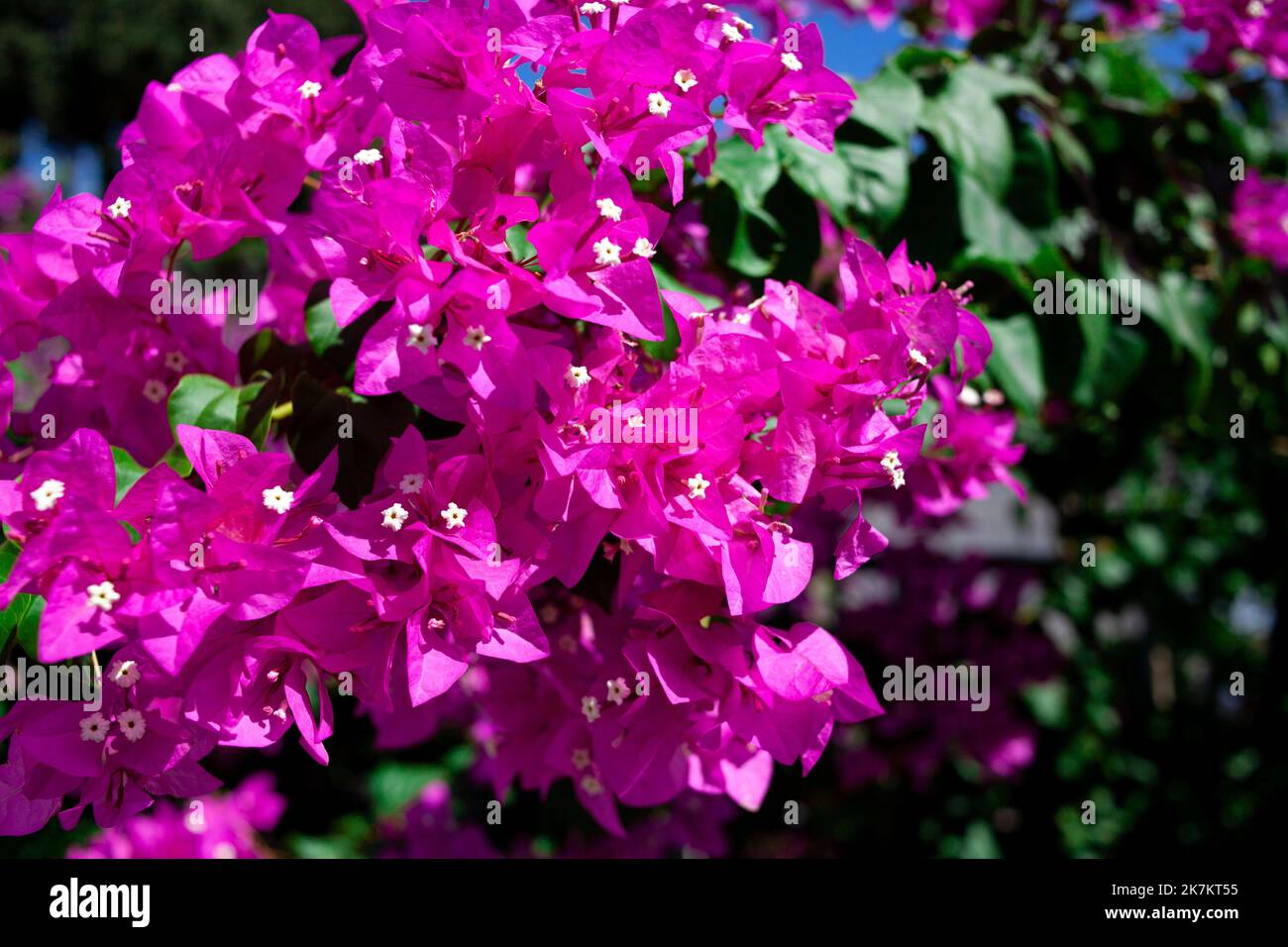 Bougainvillea glabra. Bright pink magenta bougainvillea glabra bush ...