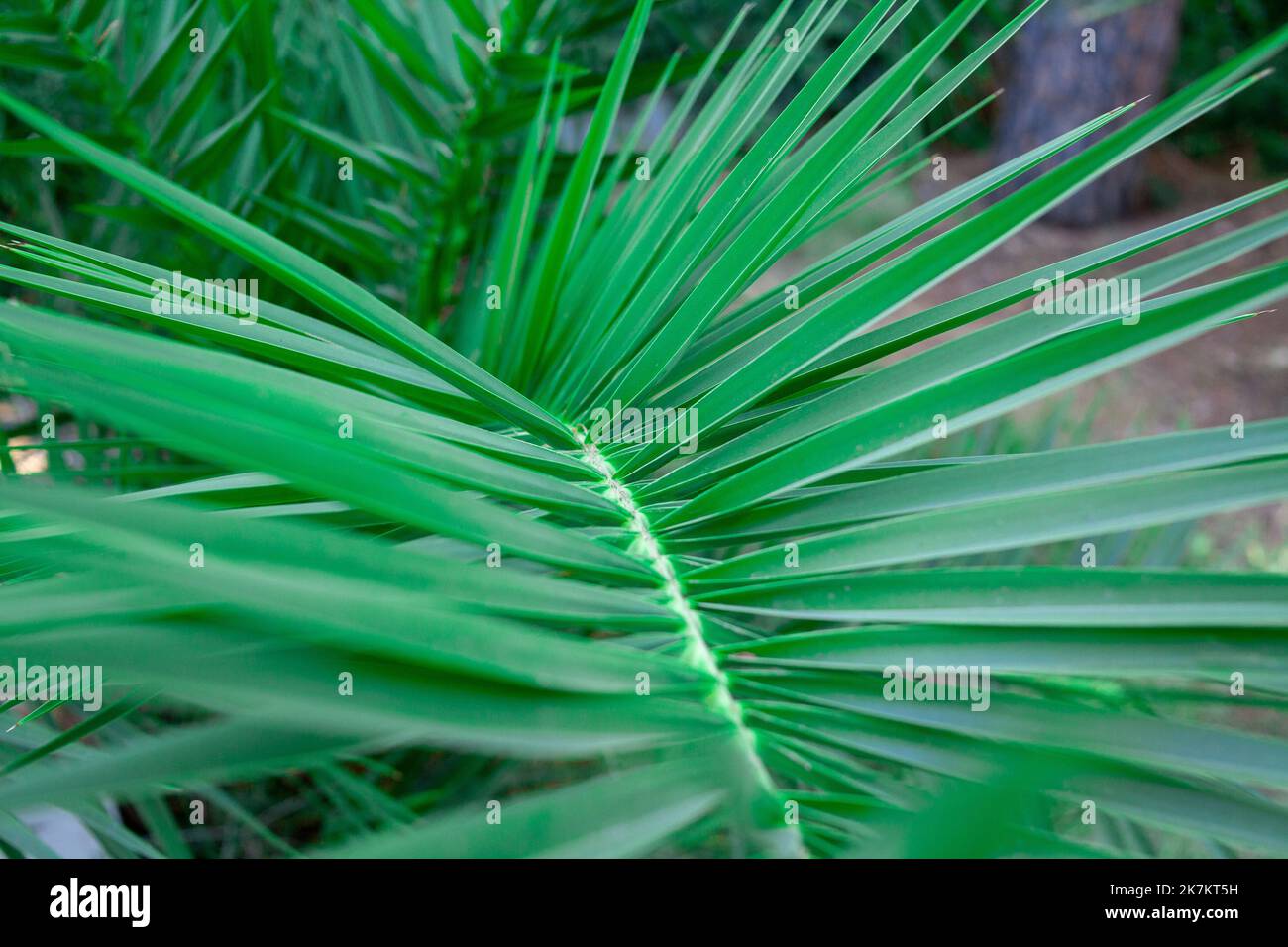 Single green palm leaf. Palm tree close up. Green palm leaf textured ...