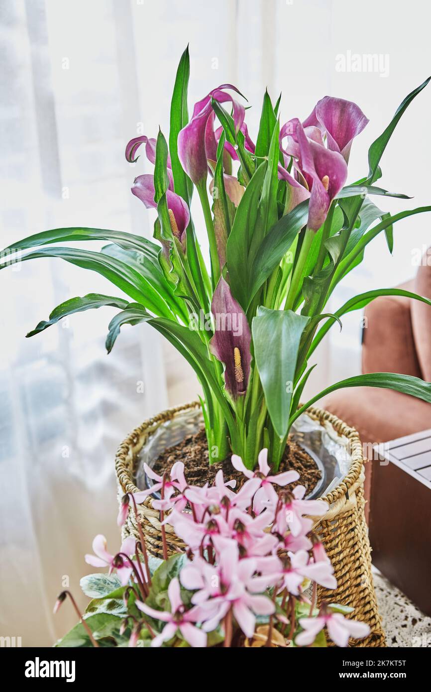 Ethiopian zantedeschia or purple calla in pot in home interior Stock ...