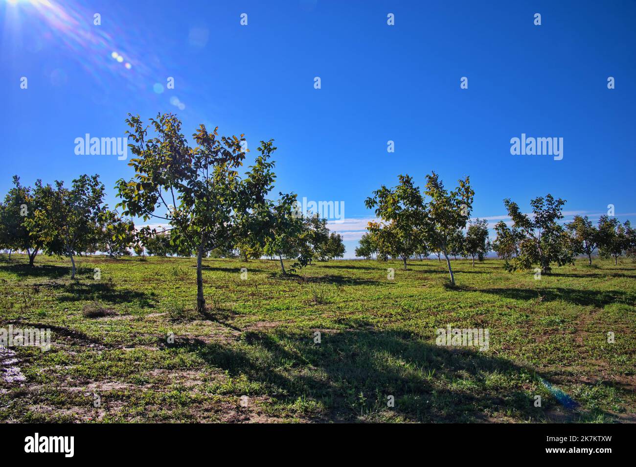 View of cultivated field with orchard Stock Photo - Alamy