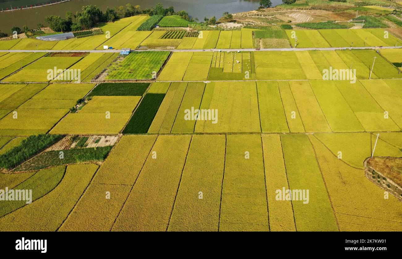 LIUZHOU, CHINA - OCTOBER 17, 2022 - Aerial photo of rice in Longshan ...