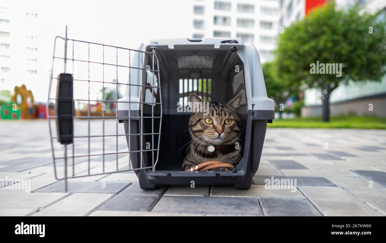 Gray tabby cat lies in a carrier on the sidewalk outdoors Stock Photo ...