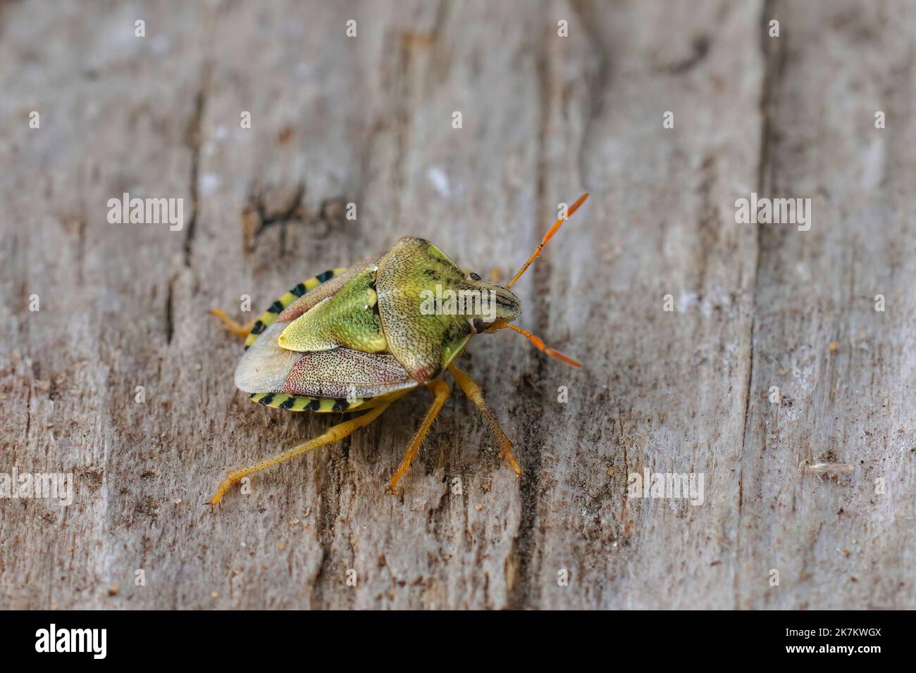 Closeup on the rare but colorful Mediterranean shieldbug, Antheminia ...
