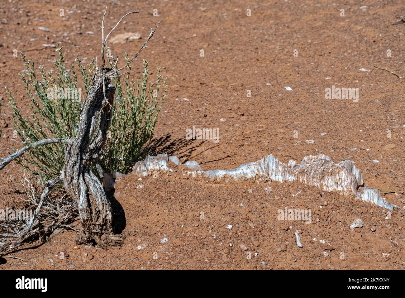 A layer of white quartz shows through the desert floor at the Grand ...