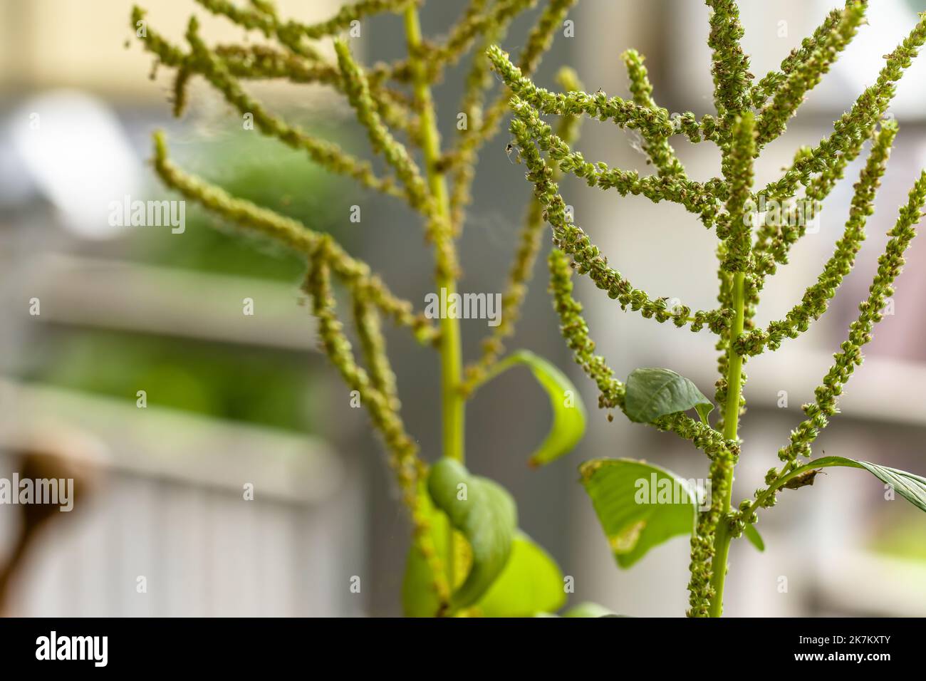 A green flower of a vegetable spinach plant that is blooming with ...