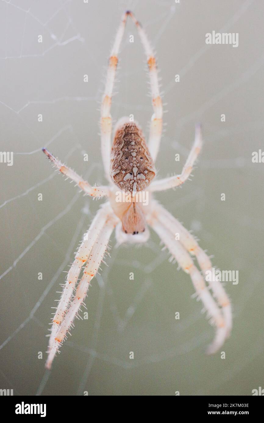 Macro image with a cross spider (Araneus diadematus, the European ...