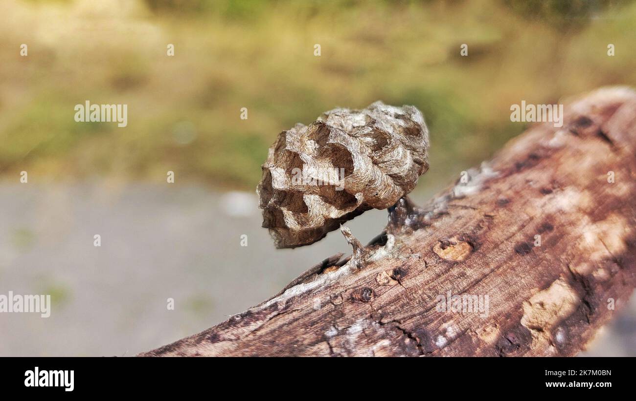 Small wasps nest hanging a piece of wood Stock Photo - Alamy