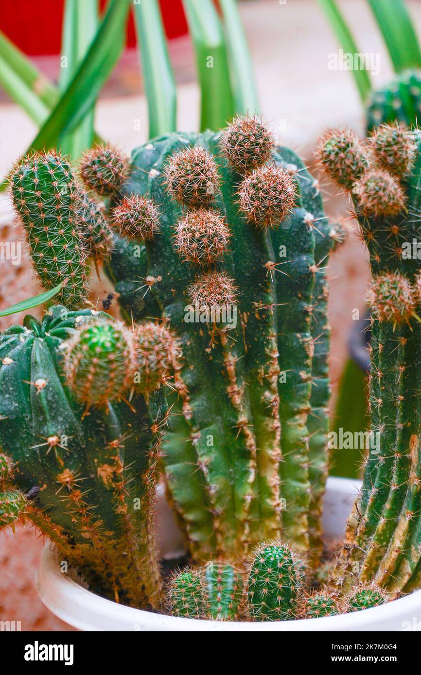 Echinopsis cactus with offshoots of babies or pups. Echinopsis ...