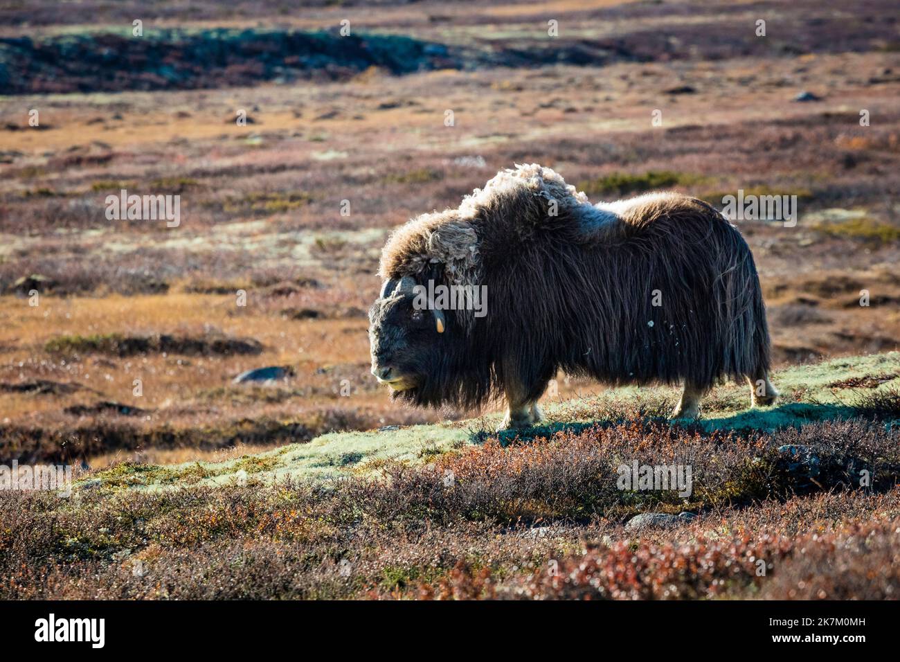 Muskox, Ovibos moschatus, walking in October sunlight in Dovrefjell ...