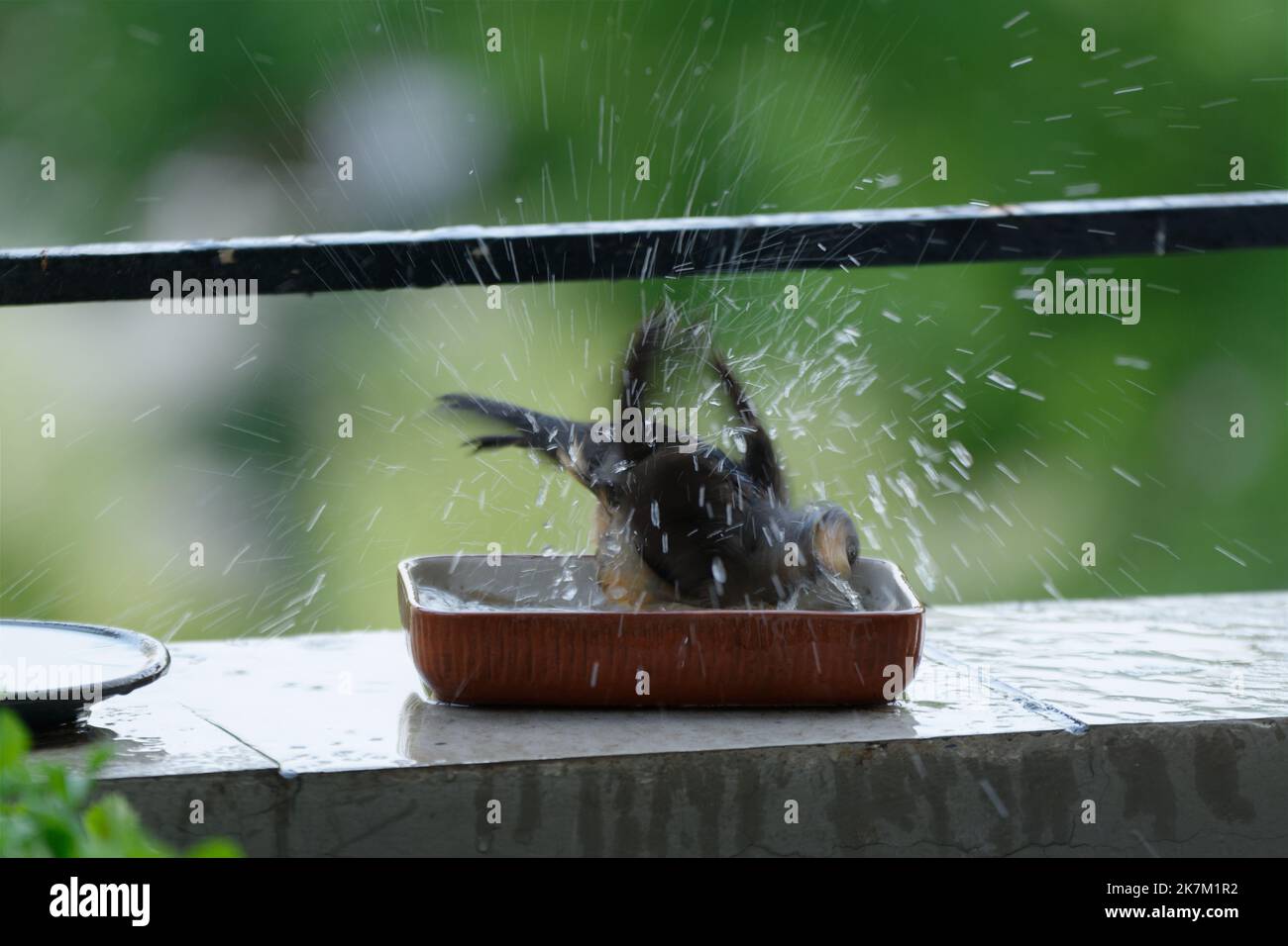 Twirling bird hi-res stock photography and images - Alamy