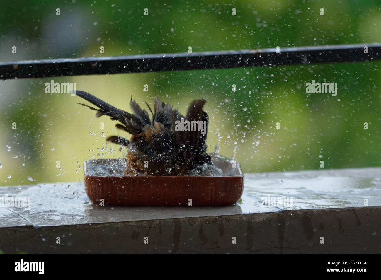 Extreme Bird Sport - Bird bathing gymnastics and joyful antics in a ...