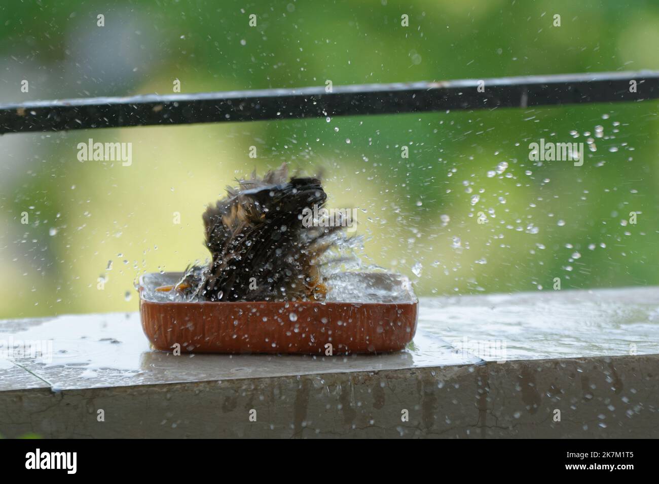 Extreme Bird Sport - Bird bathing gymnastics and joyful antics in a ...