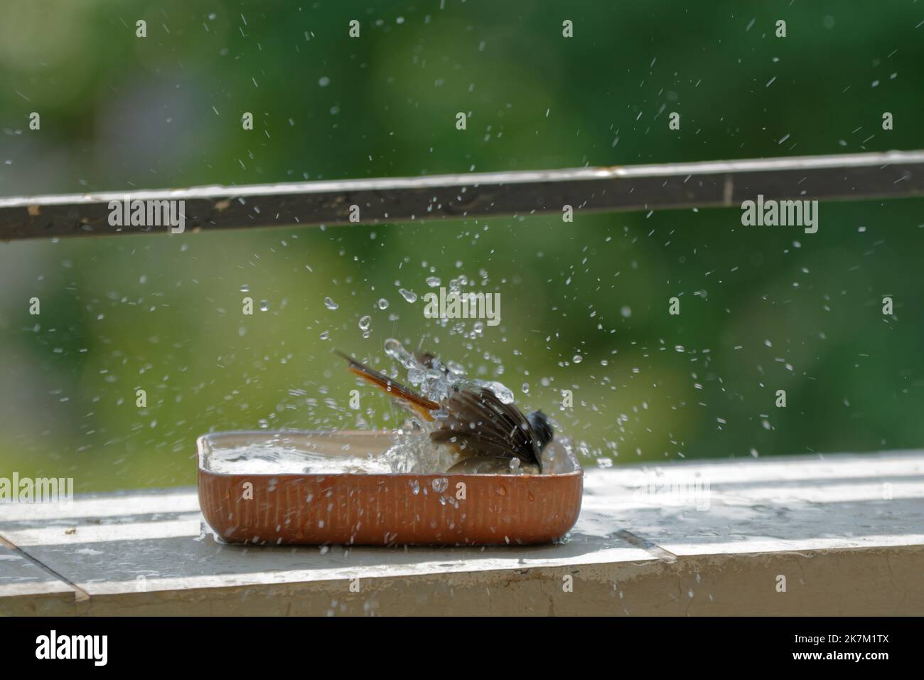 Extreme Bird Sport - Bird bathing gymnastics and joyful antics in a ...