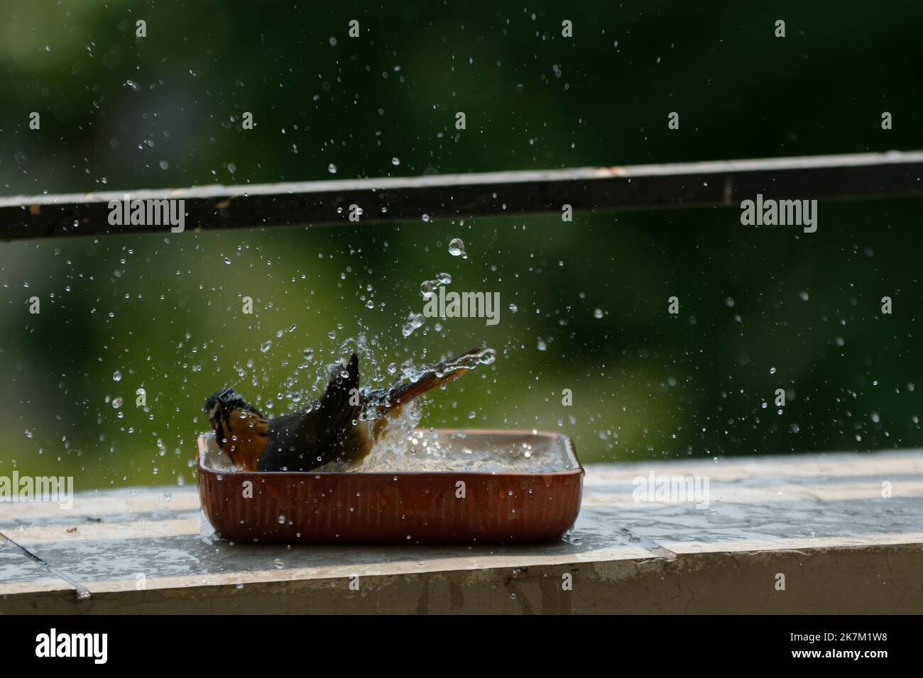 Extreme Bird Sport - Bird bathing gymnastics and joyful antics in a ...