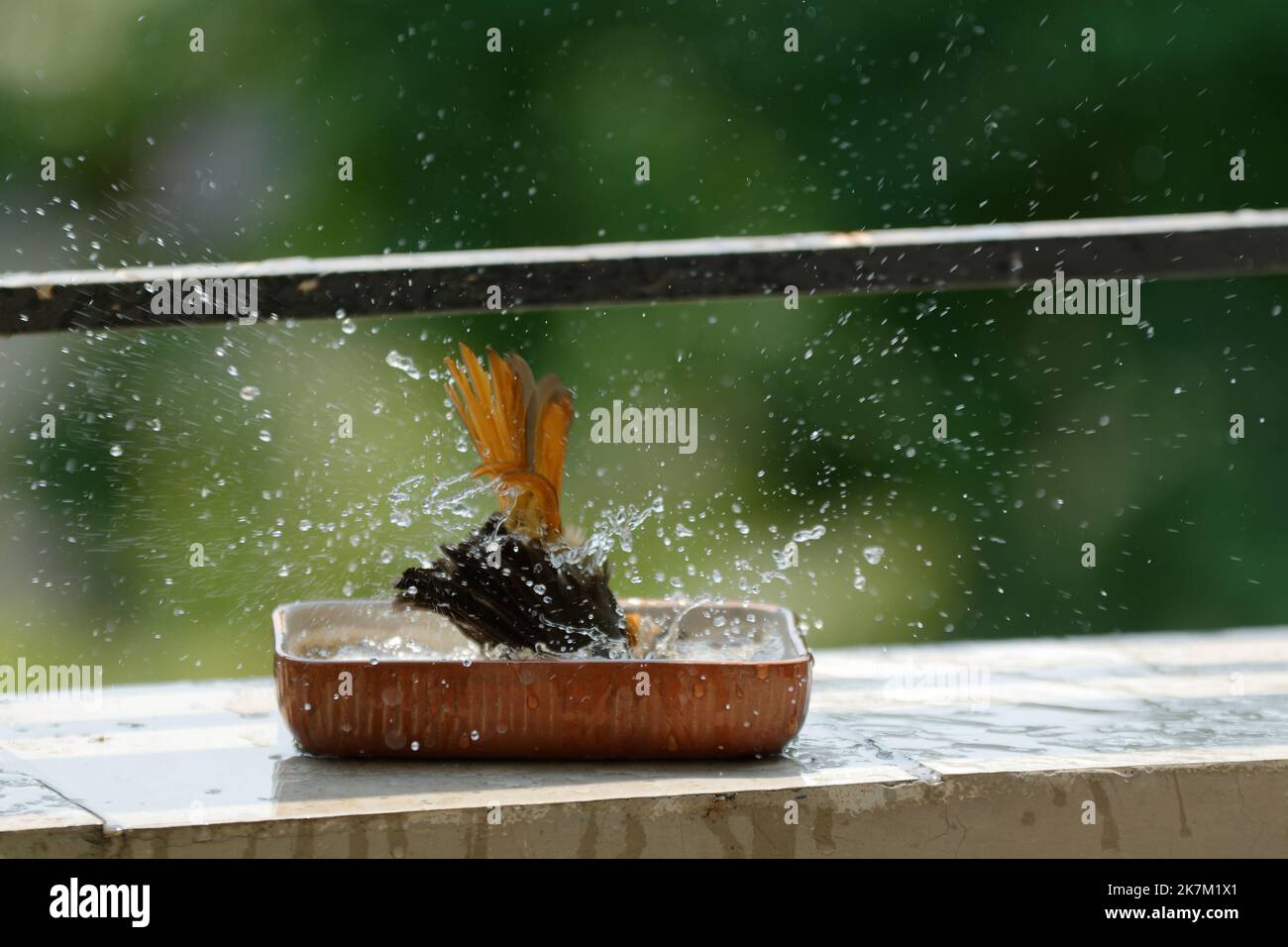 Extreme Bird Sport - Bird bathing gymnastics and joyful antics in a ...