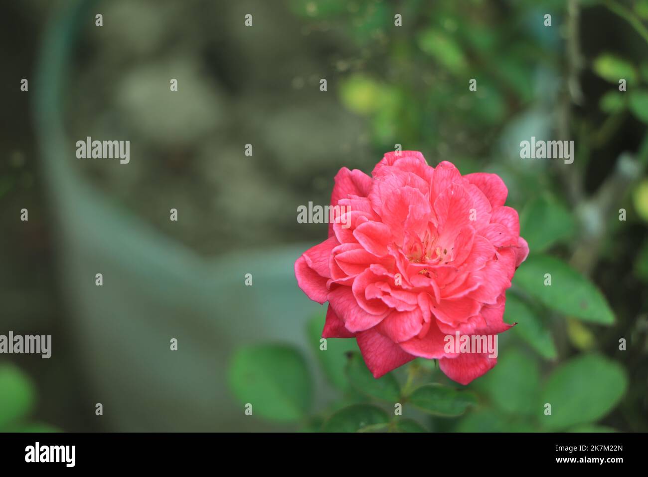 Red rose texture closeup in a garden Stock Photo - Alamy