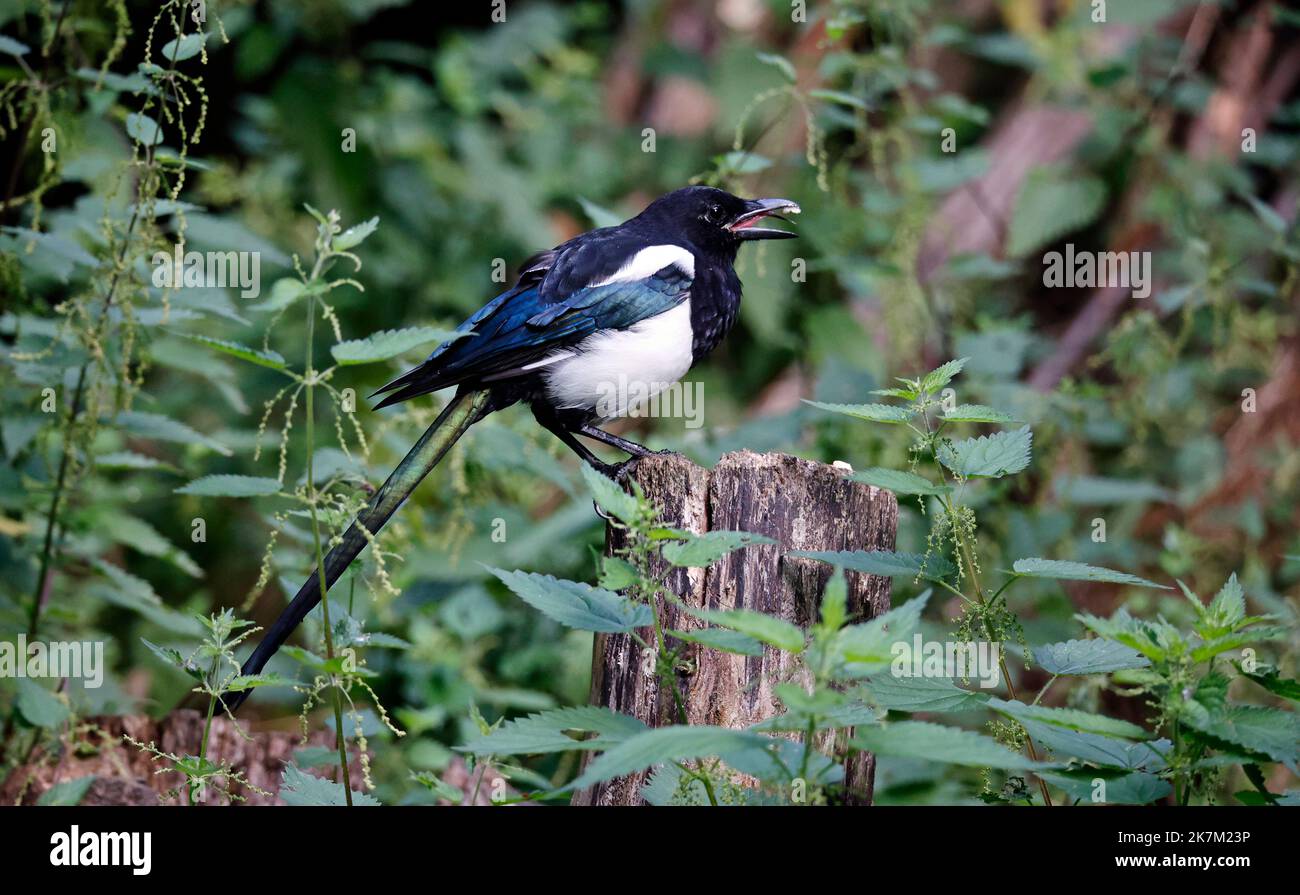 Eurasian magpie foraging in the woods Stock Photo - Alamy