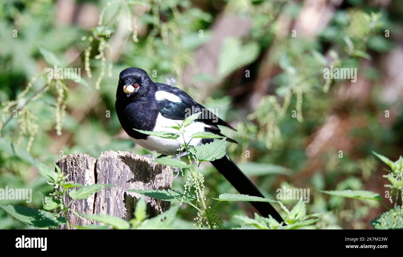 Eurasian magpie foraging in the woods Stock Photo - Alamy