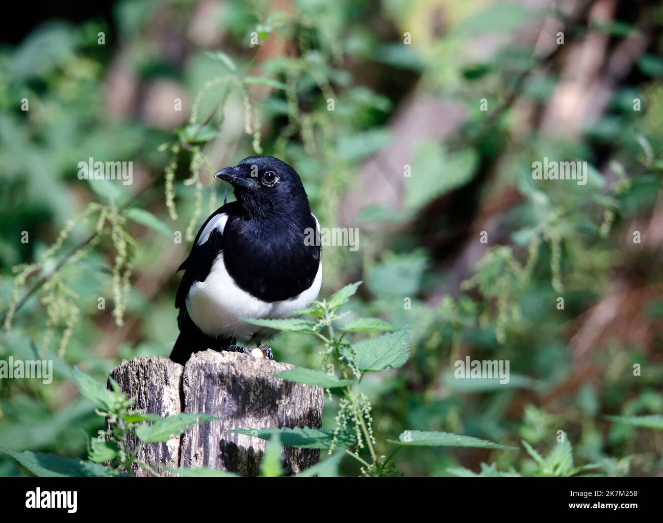 Male magpie hi-res stock photography and images - Alamy