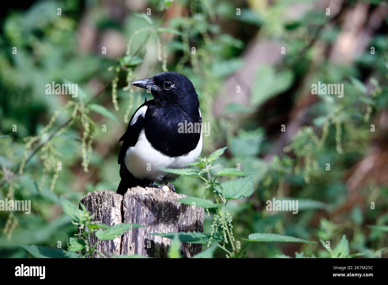 Eurasian magpie foraging in the woods Stock Photo - Alamy