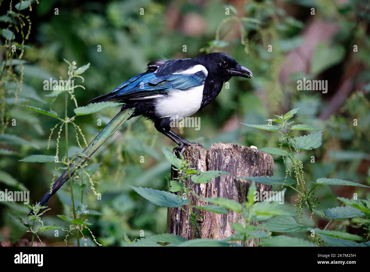 Eurasian magpie foraging in the woods Stock Photo - Alamy