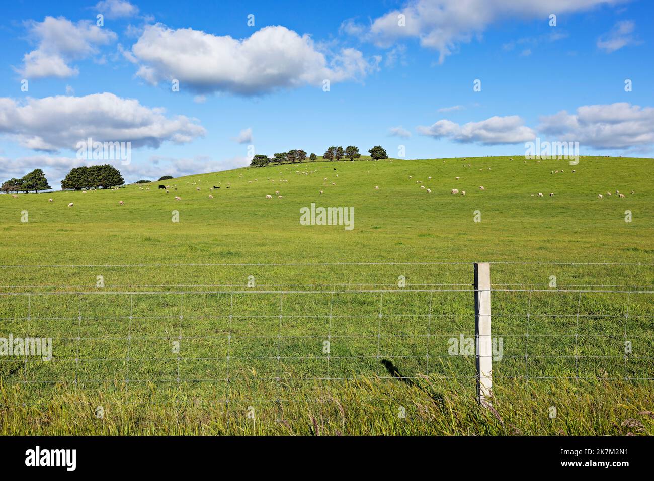 Learmonth Australia. / Sheep and Cattle graze on this lush pasture ...