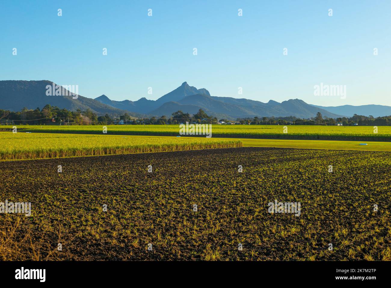 View across the cane fields from south Murwillumbah to Mount Warning in ...