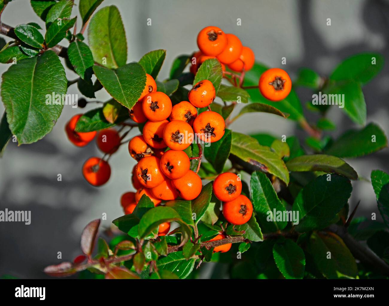 Pyracantha orange sun hi-res stock photography and images - Alamy