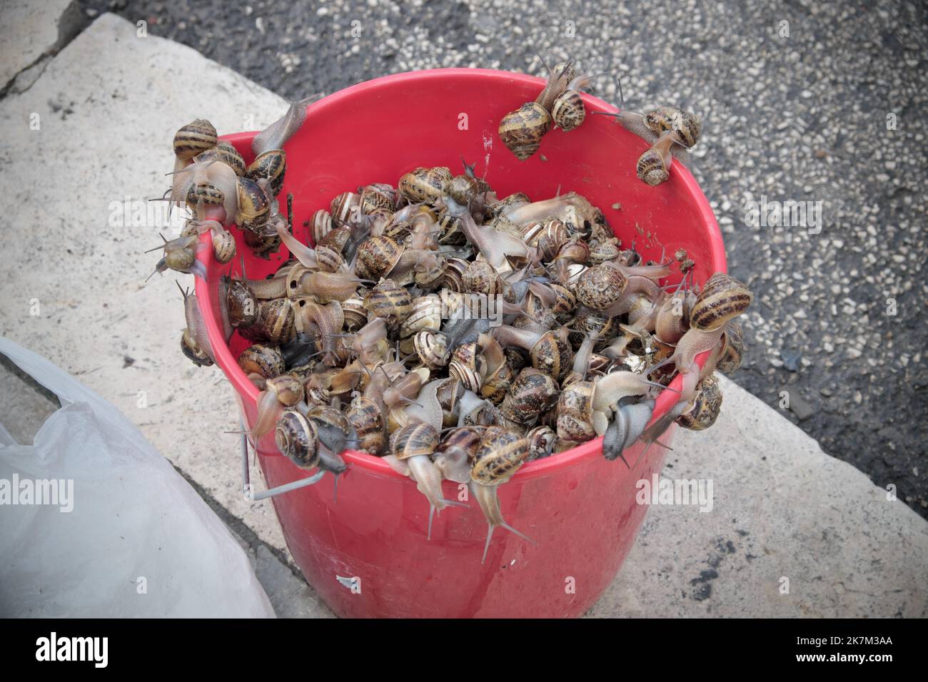 Escargot sicily hi-res stock photography and images - Alamy