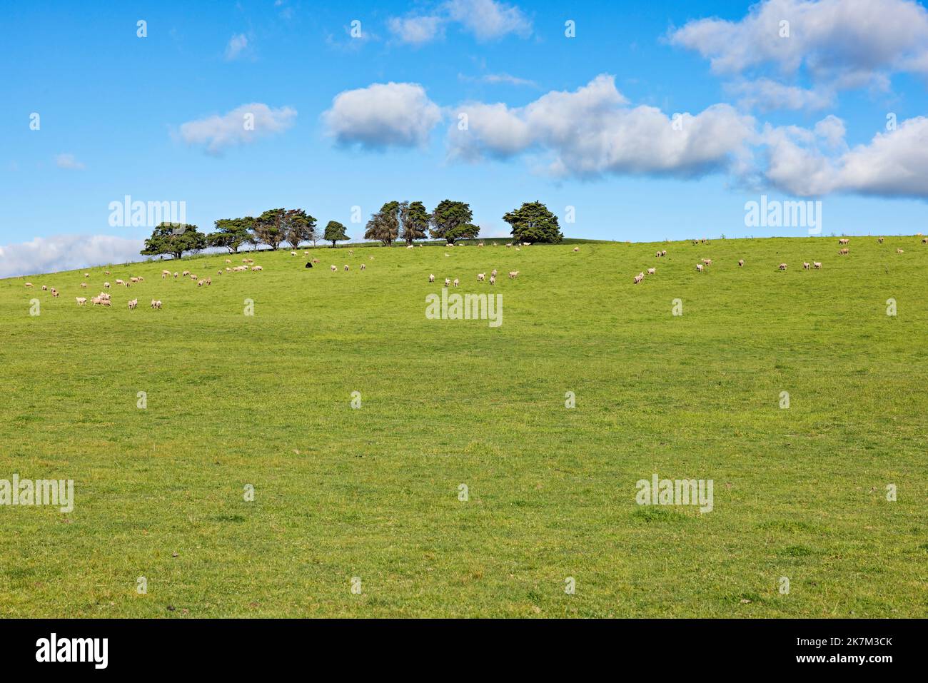 Learmonth Australia. / Sheep and Cattle graze on this lush pasture ...