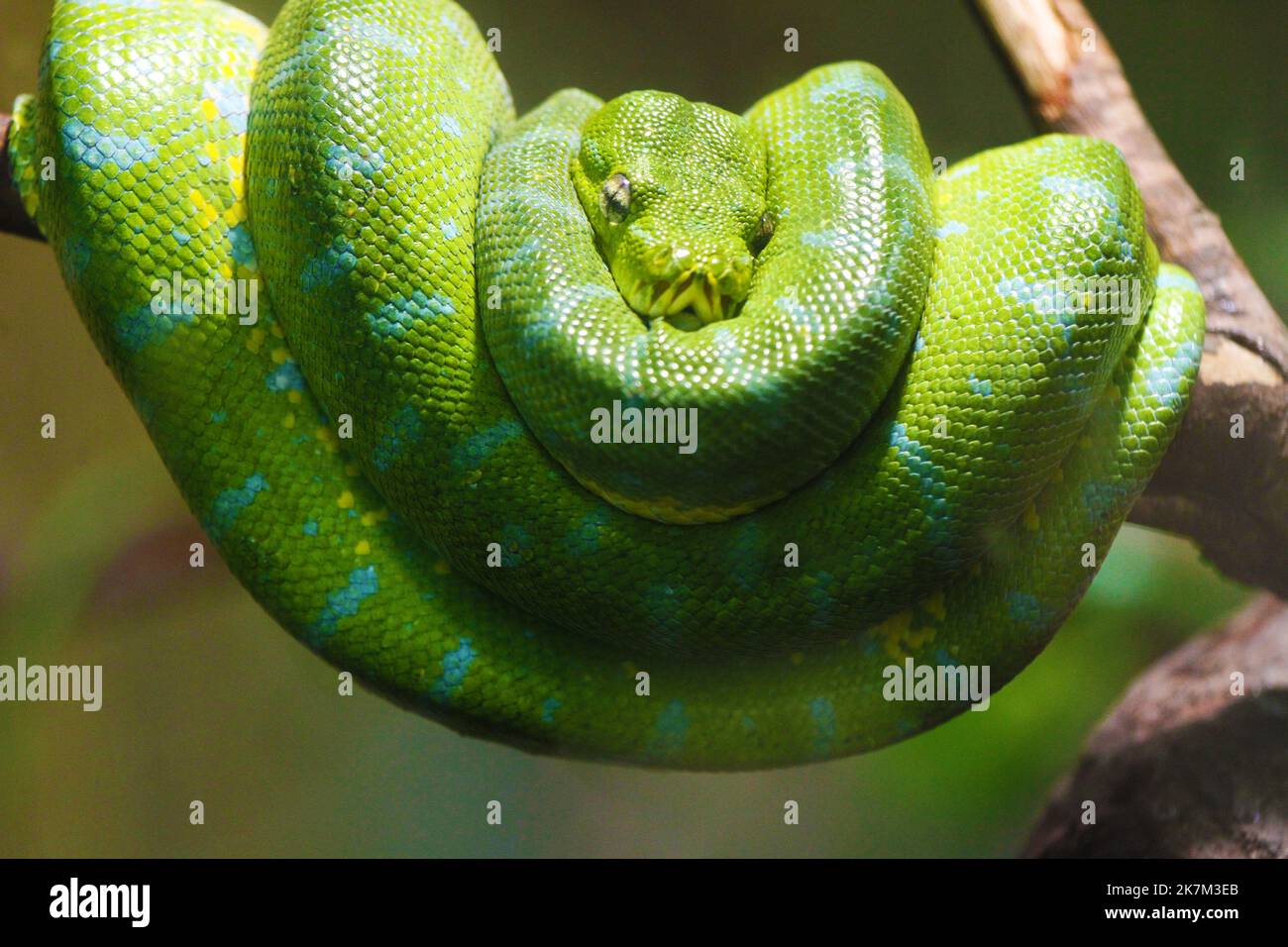 Green Tree Python Stock Photo - Alamy Green Tree Python Stock Photo - Alamy