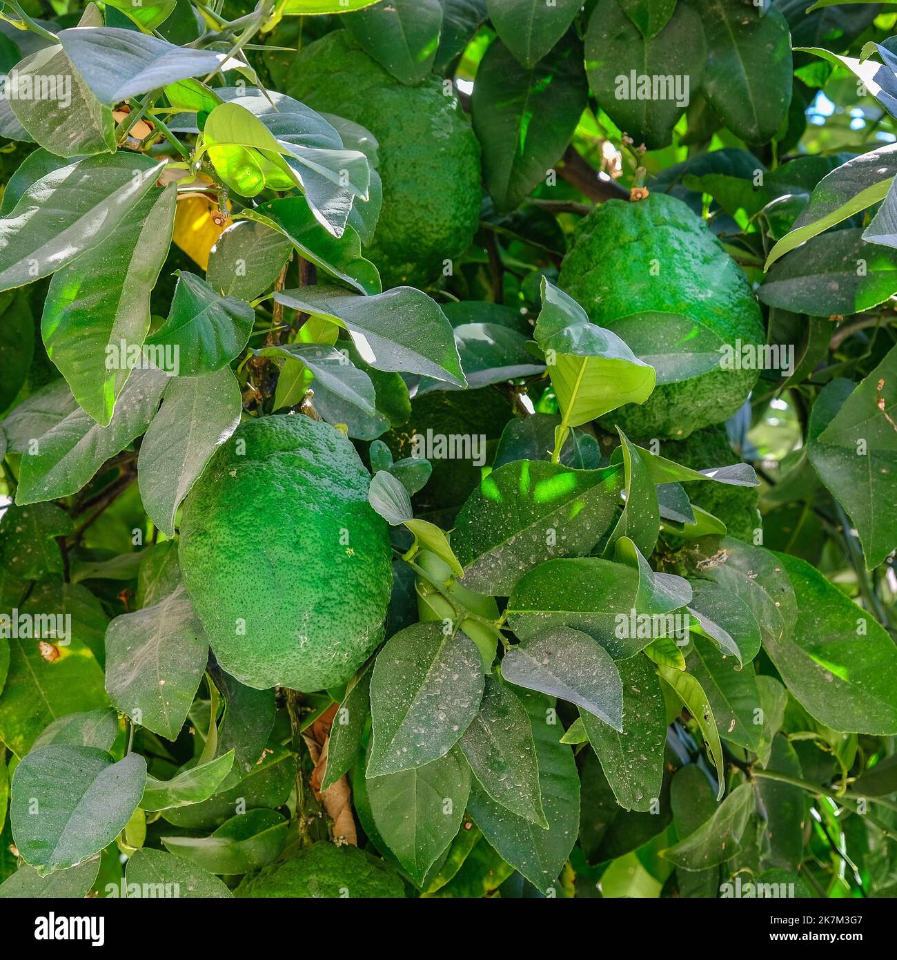 Etrog fruits are citron used by Jews during holiday of Sukkot, as one ...