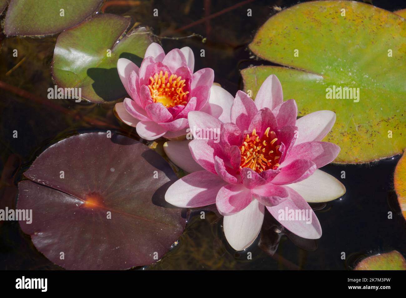 Close up of two pink water lilies lying on autumn colored lily pads ...