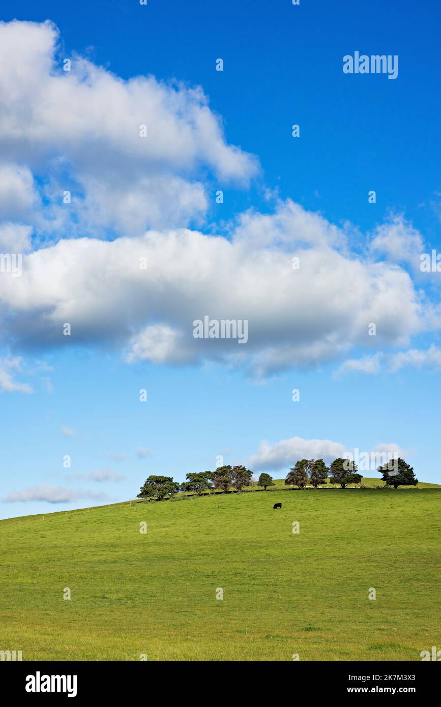 Learmonth Australia. / Sheep and Cattle graze on this lush pasture ...