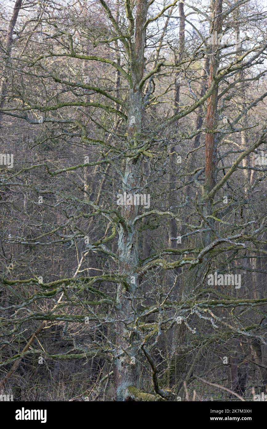 Alder (Alnus glutinosa) tree Norwich Norfolk April 2022 Stock Photo - Alamy