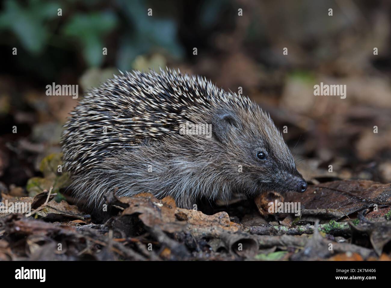 European Hedgehog (Erinaceus europaeus) young Norfolk UK GB October ...