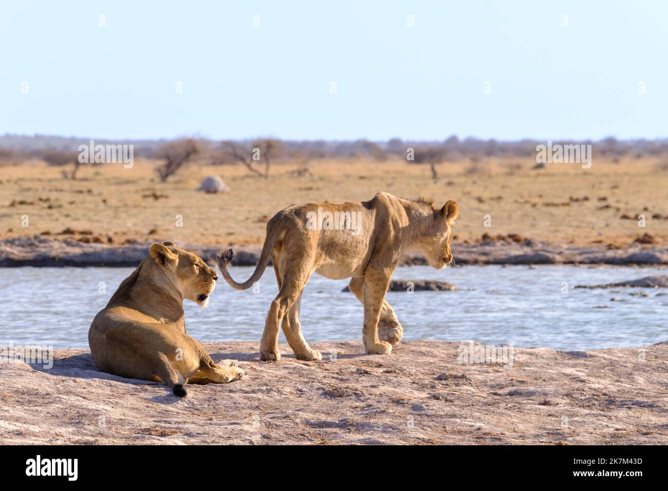 Lionesses (Panthera leo) two animals at waterhole in front. Behind ...