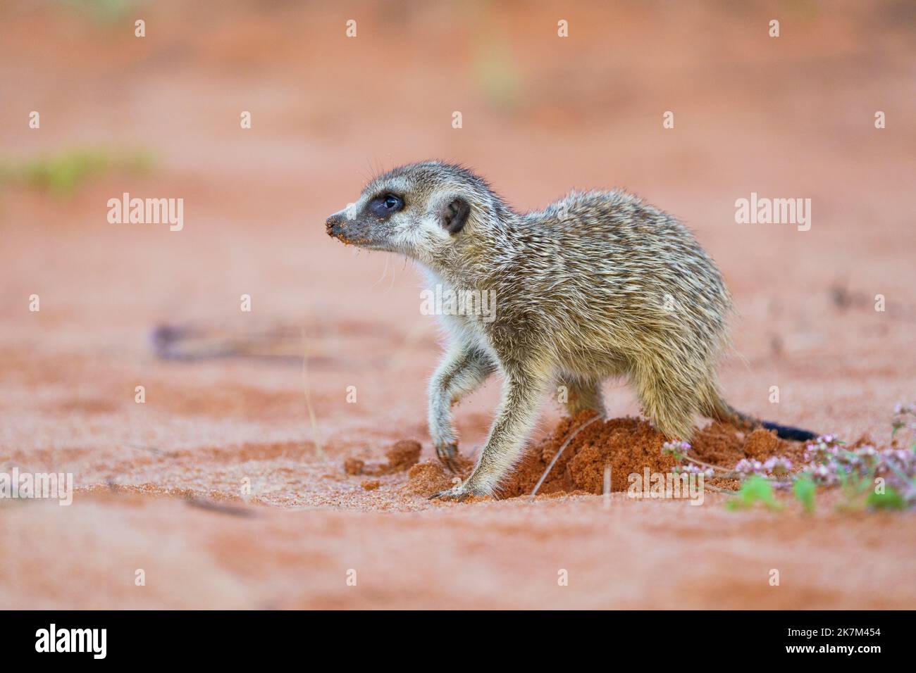 Meerkat baby (Suricata suricatta) digs in red soil for bugs, critters ...