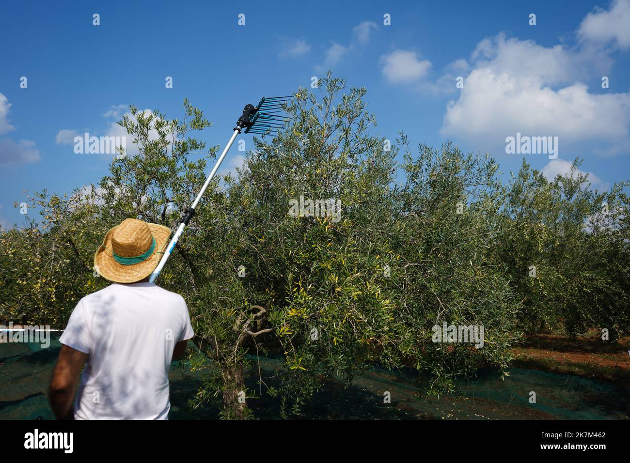 Tree shaker vibrating machine hi-res stock photography and images - Alamy